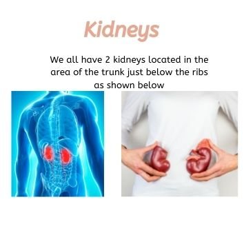 Anatomy Of Kidney | Dr. K. P. V. Rao's Health Blogs