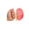 Know Your Kidneys - What They Are And How They Work