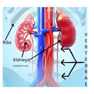 Know Your Kidneys - What They Are And How They Work
