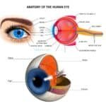 Understanding Retinal Detachment: Causes, Symptoms, And Treatment Options